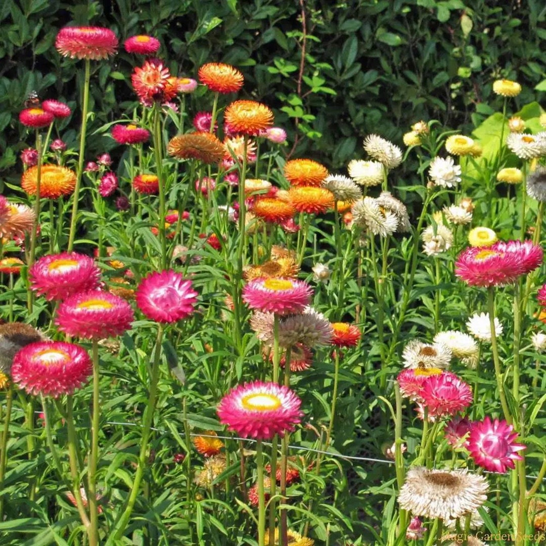 Tall Mixed Color Strawflower Seeds - Etsy