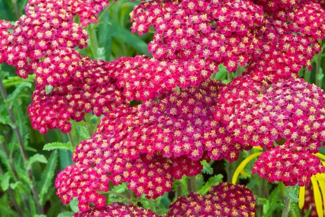 Red Yarrow Flower Seeds - Etsy