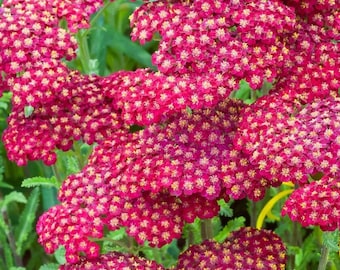 Red Yarrow Wildflower Seeds - Achillea Millefolium - B206 - Etsy