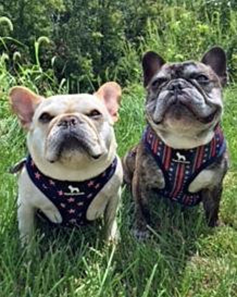 The Fab Frenchie® French Bulldog Reversible Harness Collar Leash Pug Boston Green Pink Red - Etsy