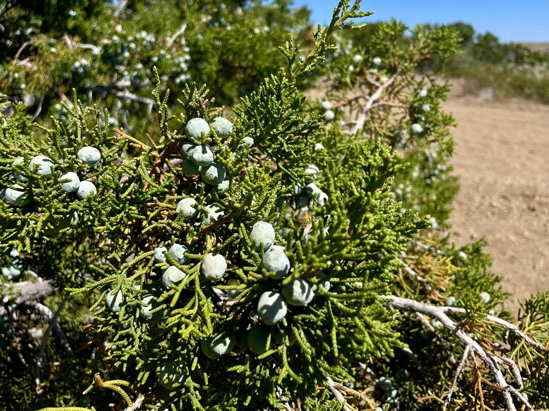 SALE Fresh Juniper Berries 10 Lbs - Etsy