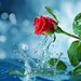 24 Water Splash Rose Clipart, Digital Rose Art, Water Droplet Effect ...