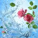 24 Water Splash Rose Clipart, Digital Rose Art, Water Droplet Effect ...