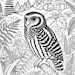 Ruru (new Zealand Morepork) Children's Colouring Page | NZ Native Bird ...