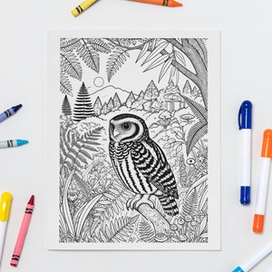 Ruru (new Zealand Morepork) Children's Colouring Page | NZ Native Bird ...