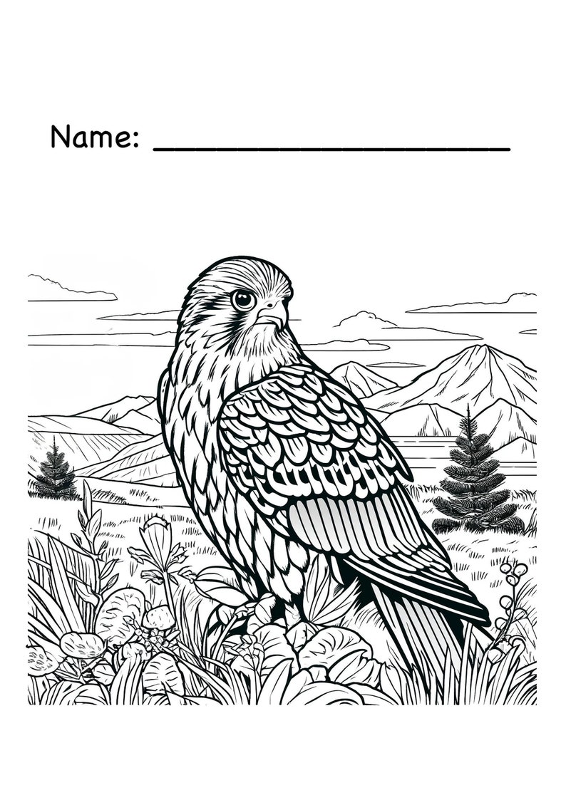 New Zealand Falcon (kārearea) Children's Colouring Page - Etsy