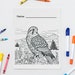 New Zealand Falcon (kārearea) Children's Colouring Page - Etsy