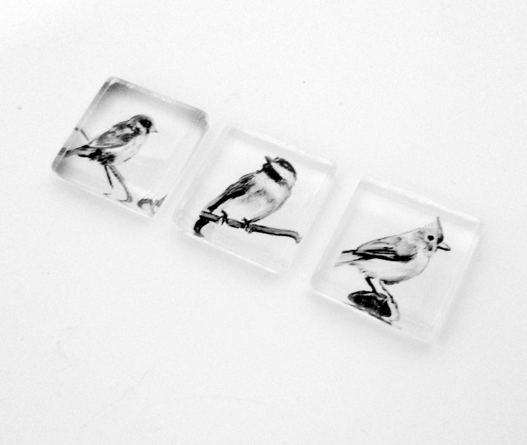 Bird Magnets, Hand Drawn Images. Sparrow, Chickadee, Titmouse, Square ...