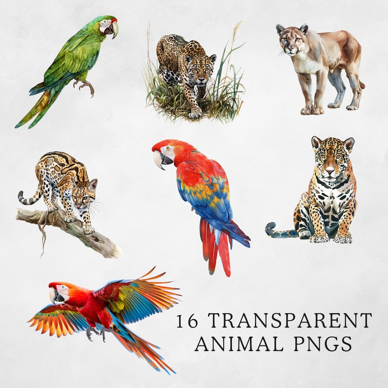 Costa Rica Animals PNG Clip Art, Rainforest Animals Clipart, Sloth ...
