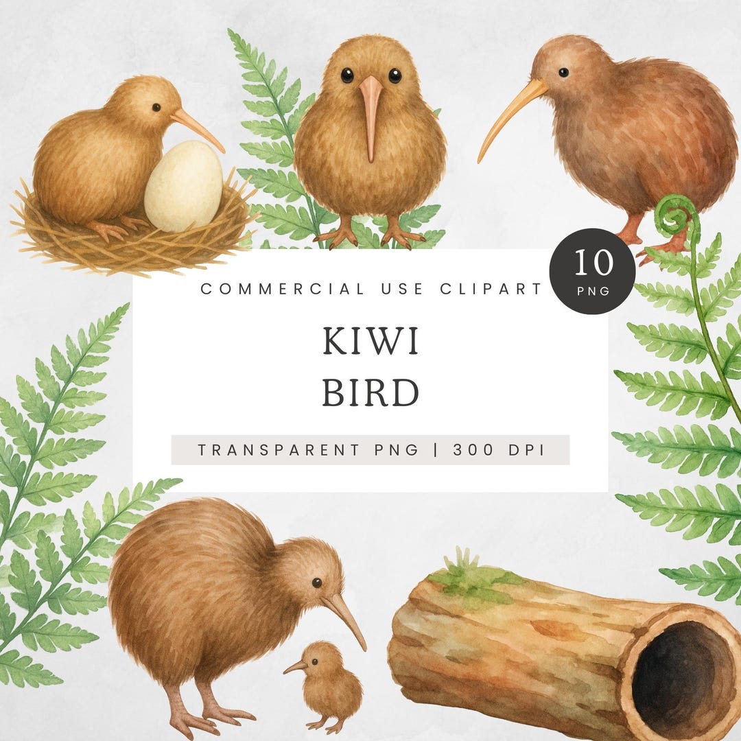 Kiwi Bird Clipart, Watercolor New Zealand Birds Clip Art, Kiwi PNG ...