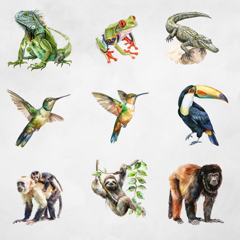 Costa Rica Animals PNG Clip Art, Rainforest Animals Clipart, Sloth ...