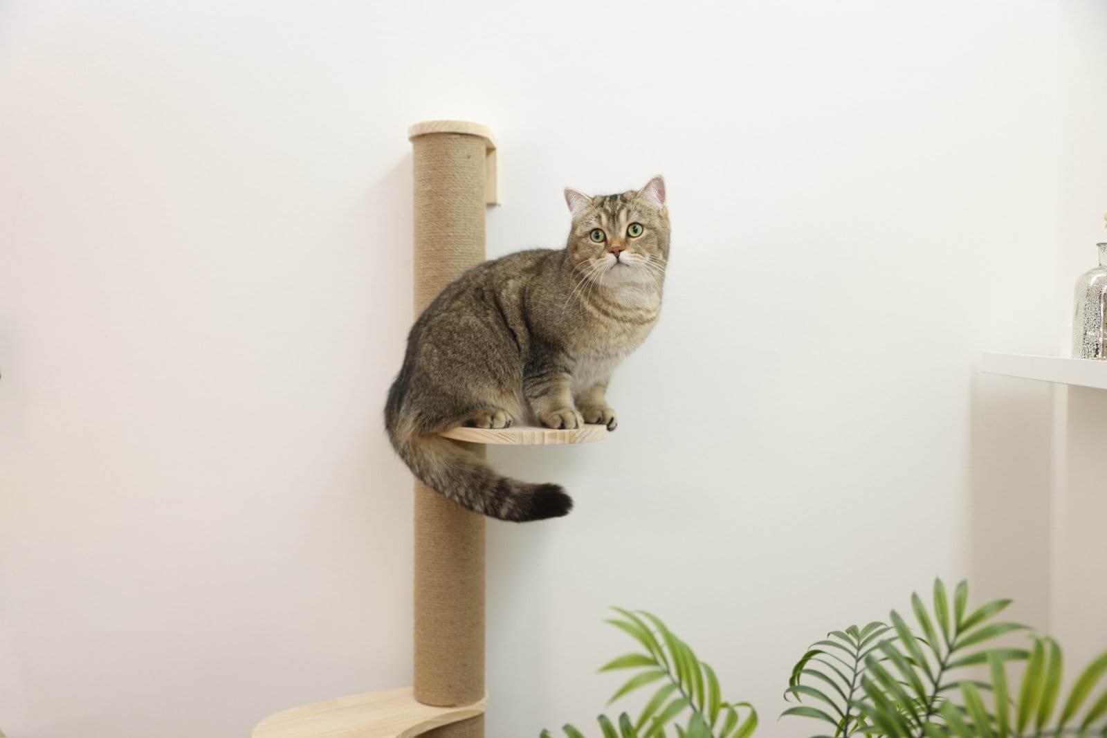 Wooden Cat Scratching Post, Scratching Post With Shelves, Wall ...