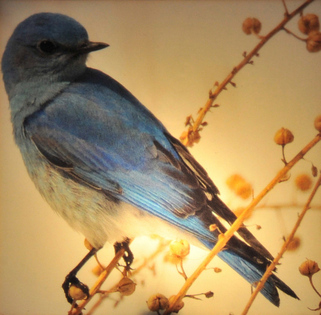 Mountain Bluebird Night Light: Steele Photography Art Glass (4x4) - Etsy