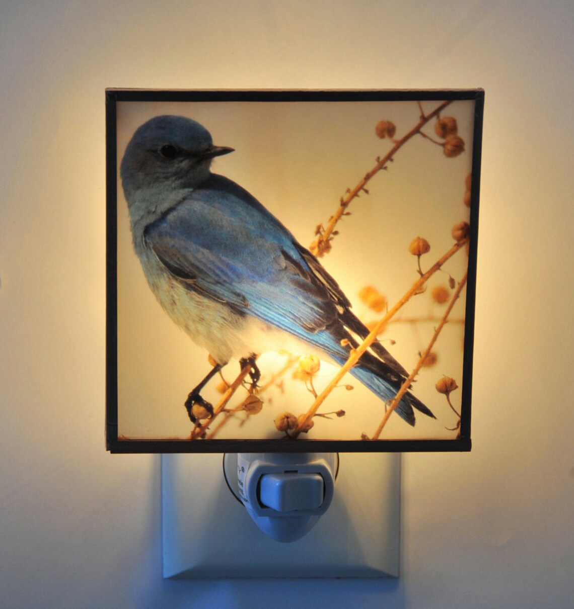 Mountain Bluebird Night Light: Steele Photography Art Glass (4x4) - Etsy