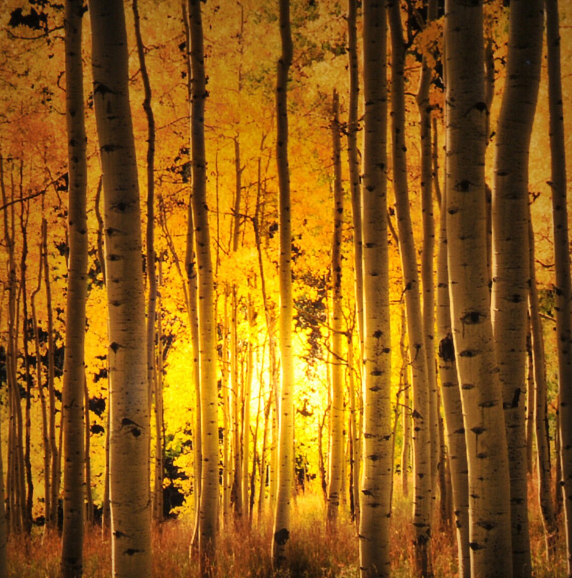 Aspen Grove Night Light From the Signature Photography Line of Steele ...