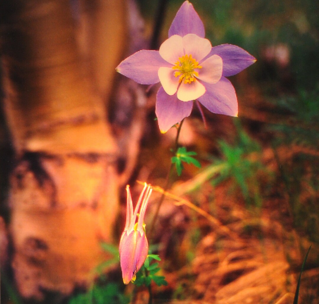 Columbine Flower Night Light: Steele Photography, Colorado Wilderness ...