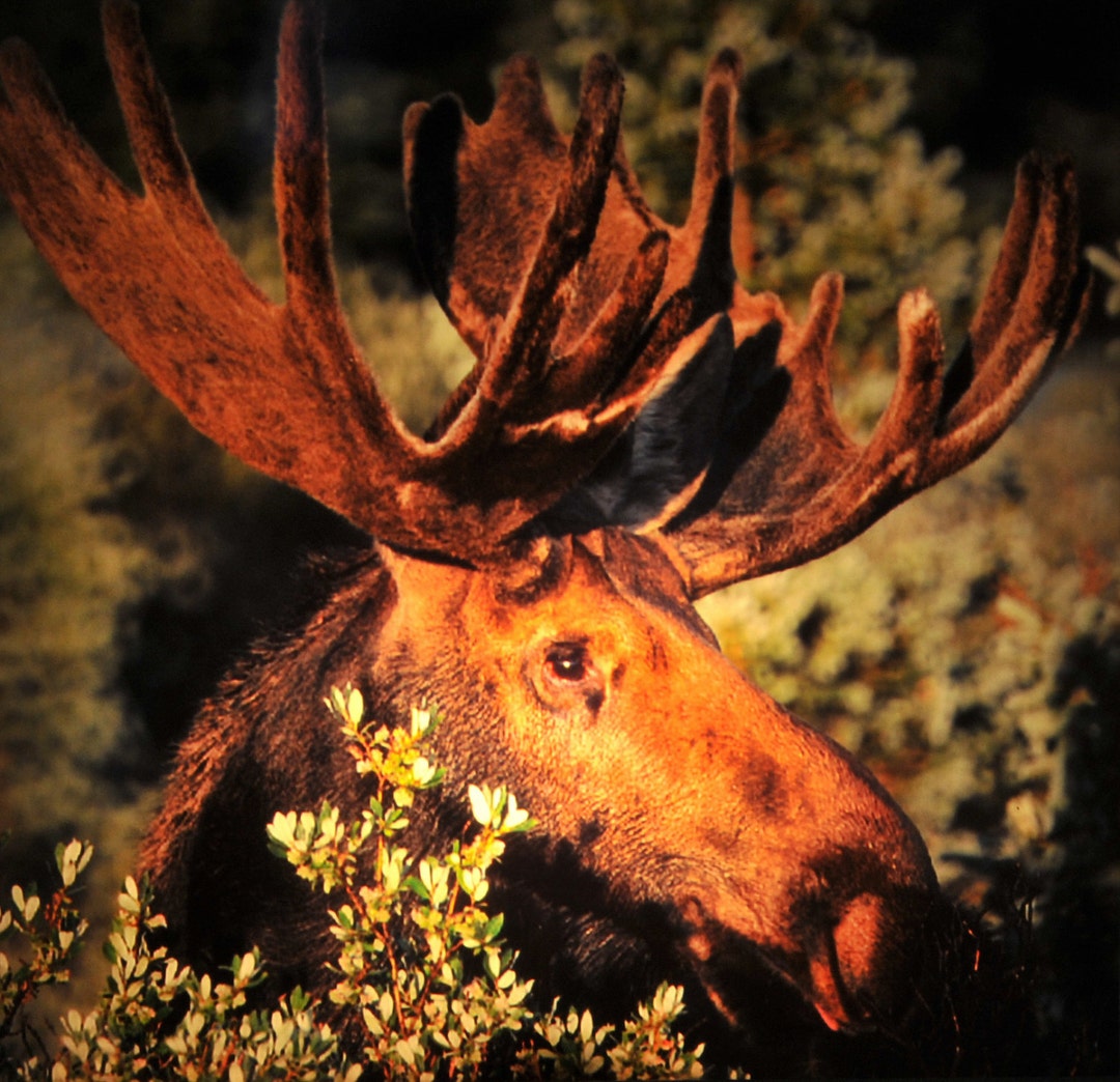 Moose Night Light From the Signature Photography Line of Steele ...