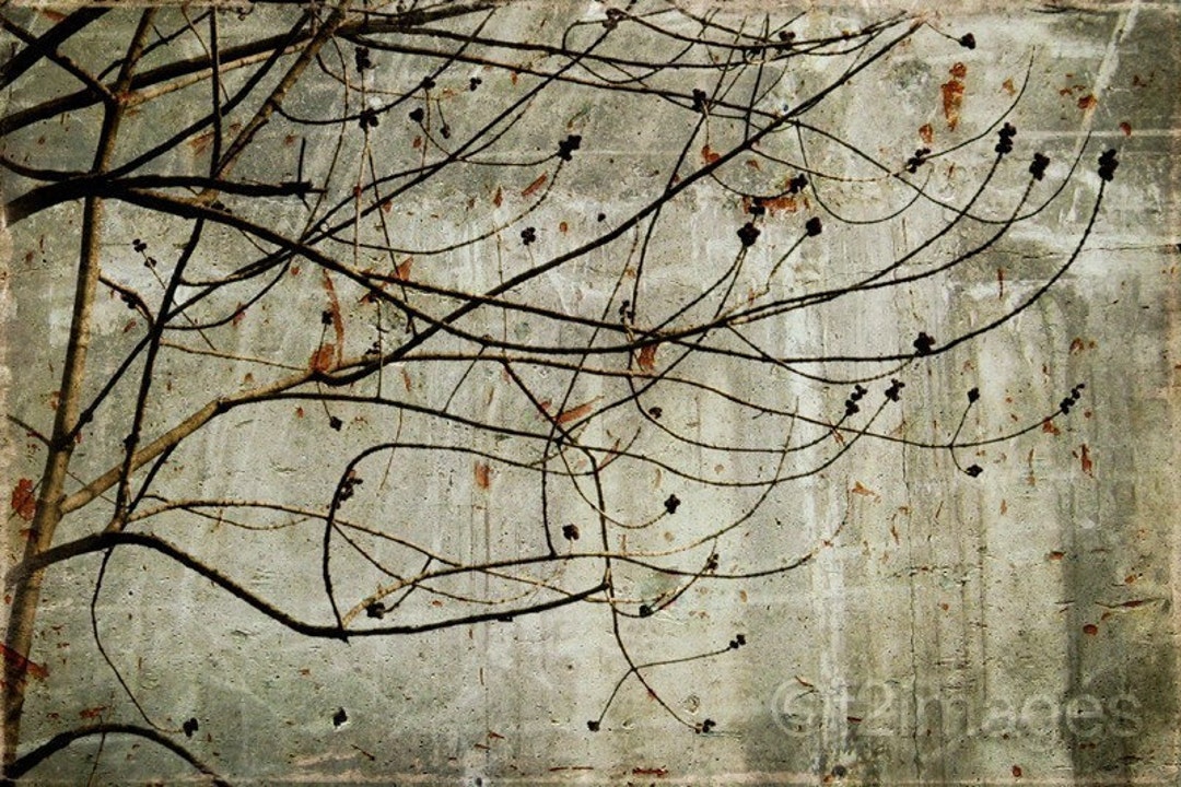 Distressed Tree Branch Photo Print on Metallic Paper (8x12) - Etsy