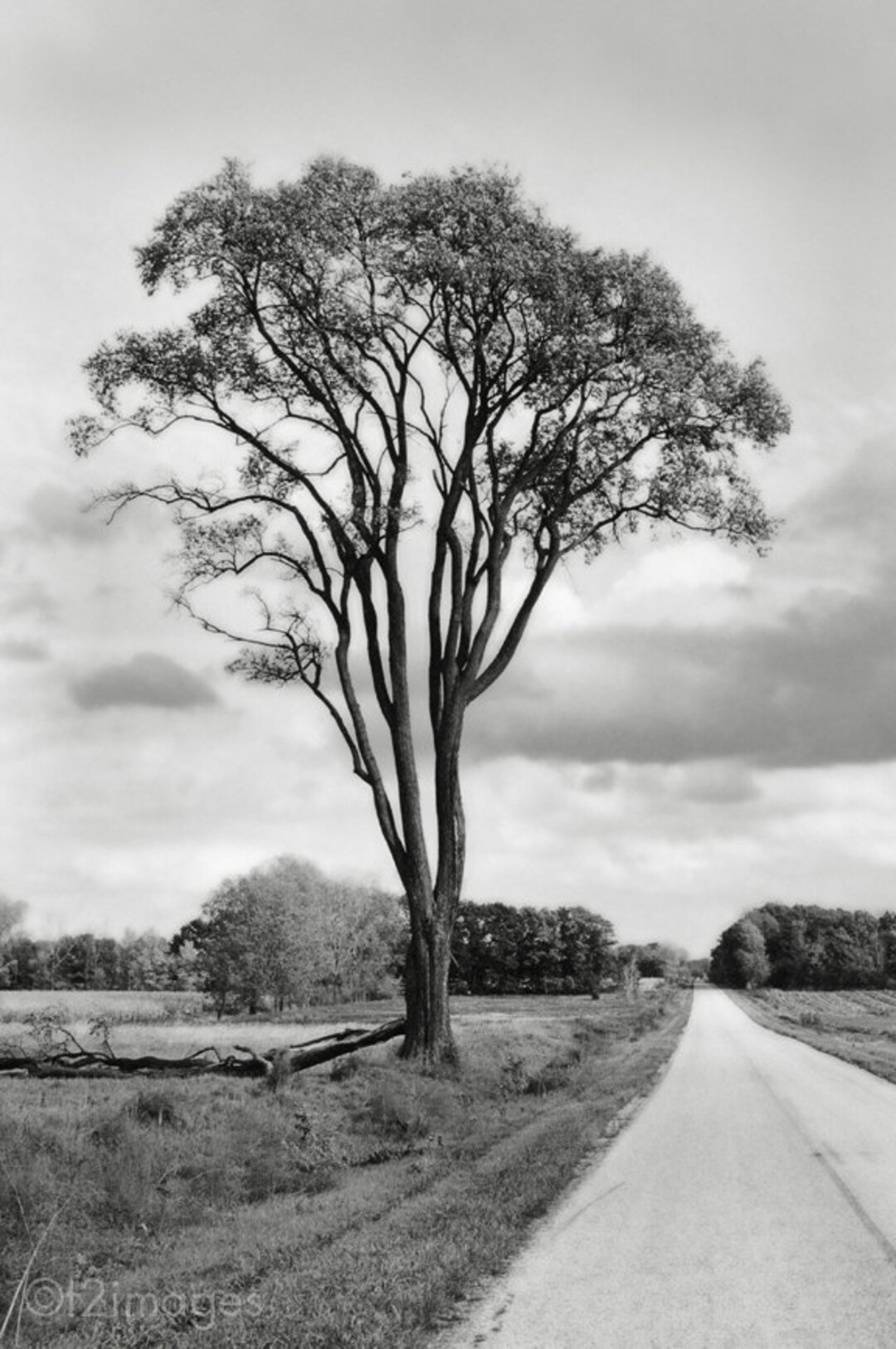 8x12 Lone Tree - Etsy