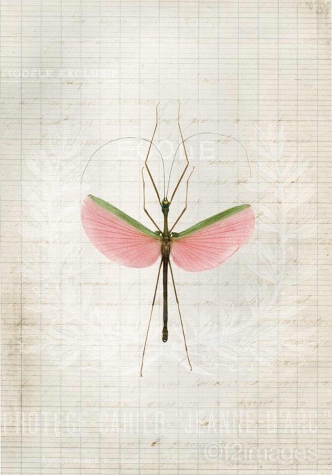 8x12 Pink Walking Stick - Etsy