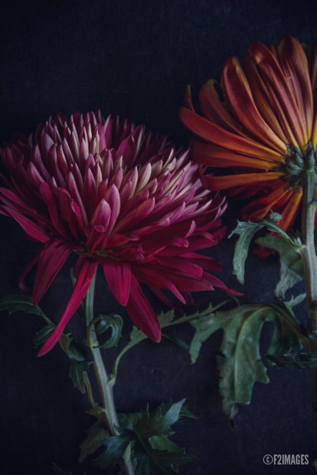 Low Light; Fine Art Photography, Modern, Wall Art, Floral Photography ...