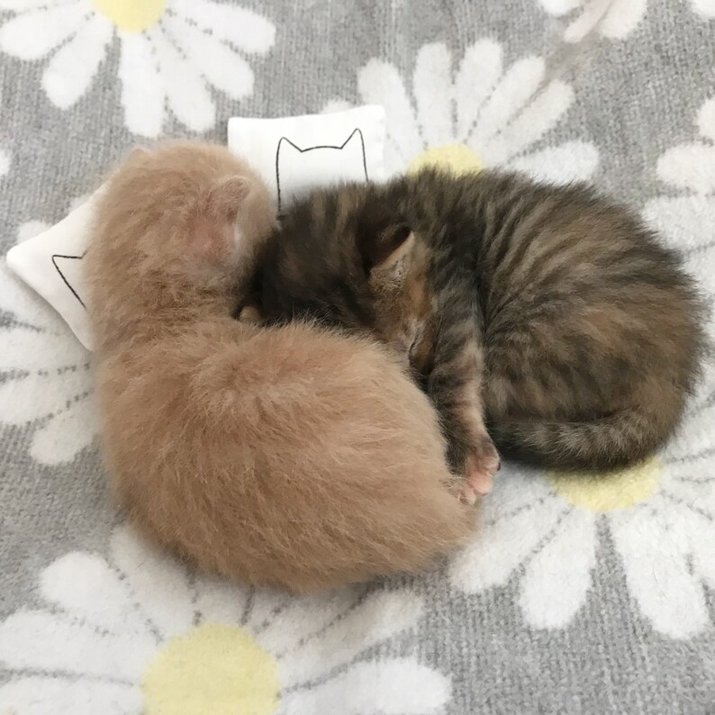 Miniature Kitty Cat Nap Bed Pillows Cat Pillow Case Cat Etsy