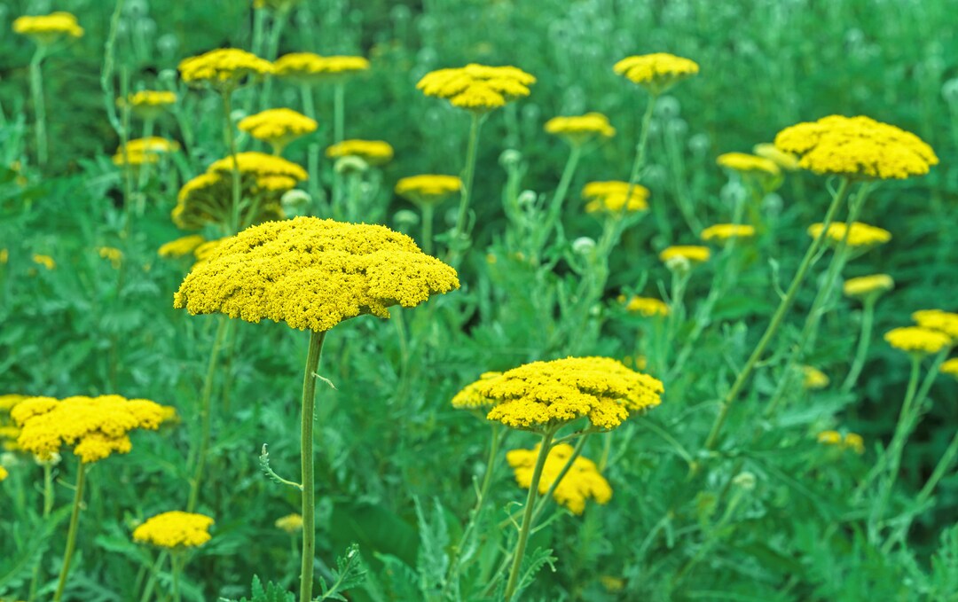 Golden Yarrow Flower Seeds - Etsy