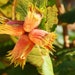 5 AMERICAN HAZELNUT TREE Aka Filbert Corylus Americana Fruit Nut Seeds ...