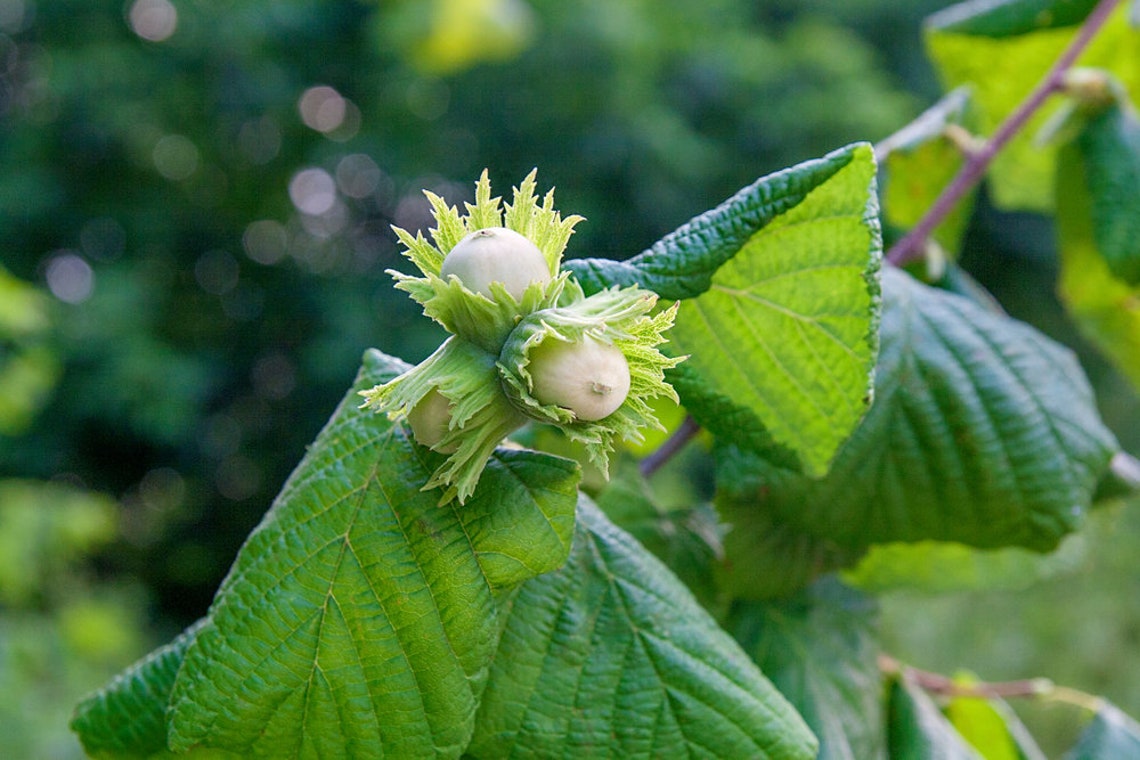 5 AMERICAN HAZELNUT TREE Aka Filbert Corylus Americana Fruit Nut Seeds ...