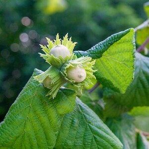 5 AMERICAN HAZELNUT TREE Aka Filbert Corylus Americana Fruit Nut Seeds ...