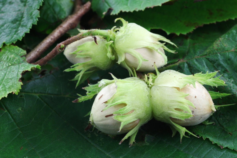 5 AMERICAN HAZELNUT TREE Aka Filbert Corylus Americana Fruit Nut Seeds ...