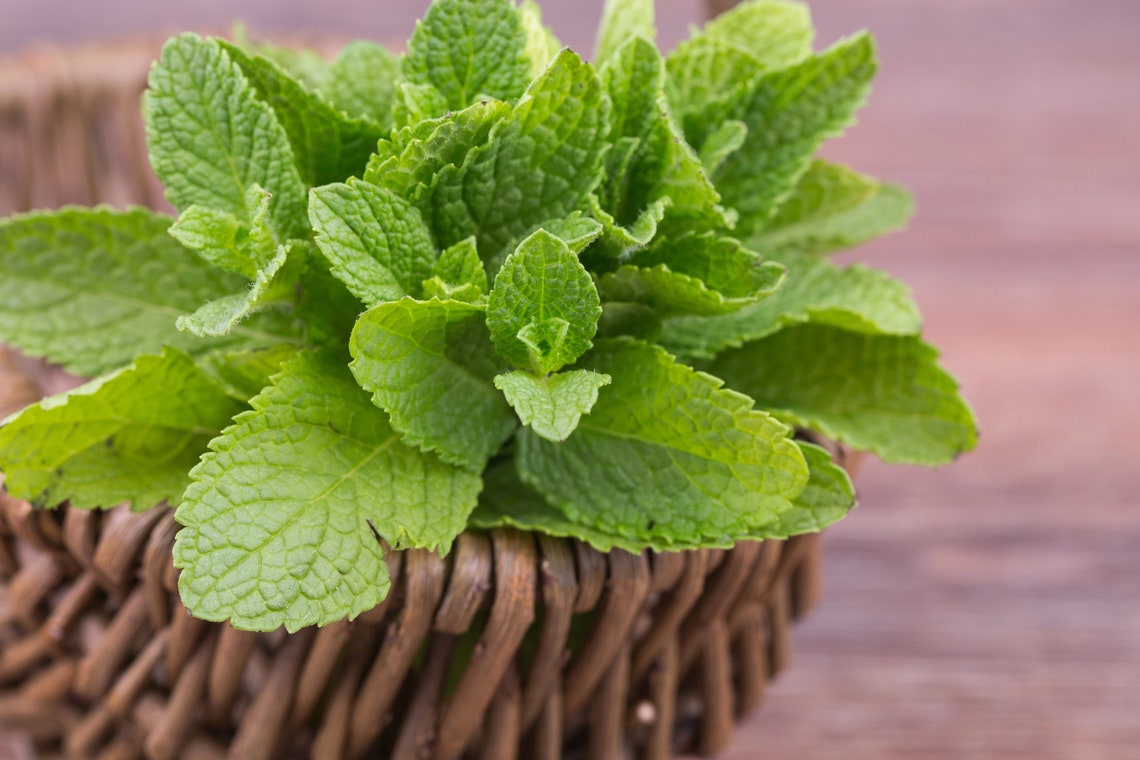 Peppermint Herb Seeds - Etsy