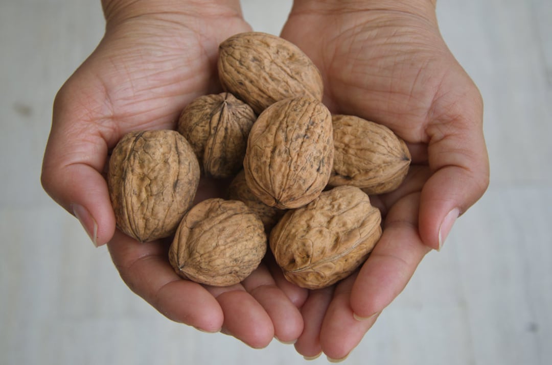 ENGLISH WALNUT Seed Aka Common, Hardy Carpathian, Persian Nut Fruit ...