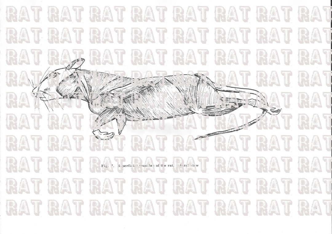 Rat Printable Digital Download Vintage Clipart Halloween Craft - Etsy