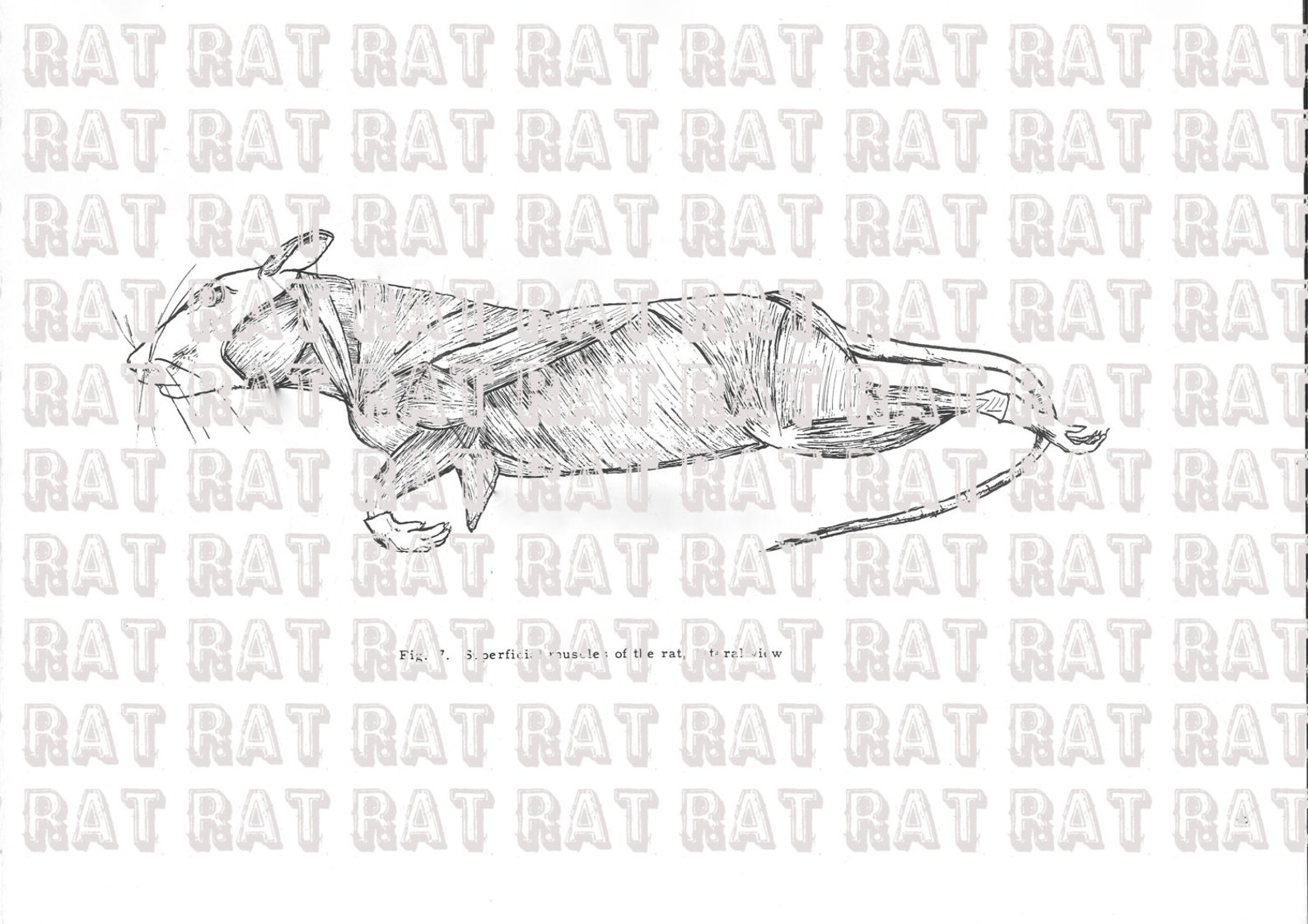 Rat Printable Digital Download Vintage Clipart Halloween Craft - Etsy