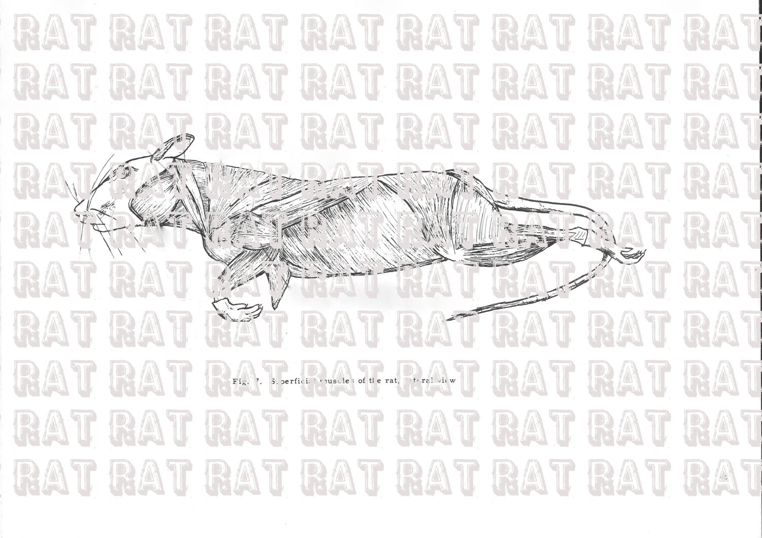 Rat Printable Digital Download Vintage Clipart Halloween Craft Rat ...
