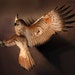 Hawk Wood Sculpture Attacking by Jason Tennant - Etsy