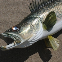 Hawk Woodcarving Flying Sculpture by Jason Tennant - Etsy