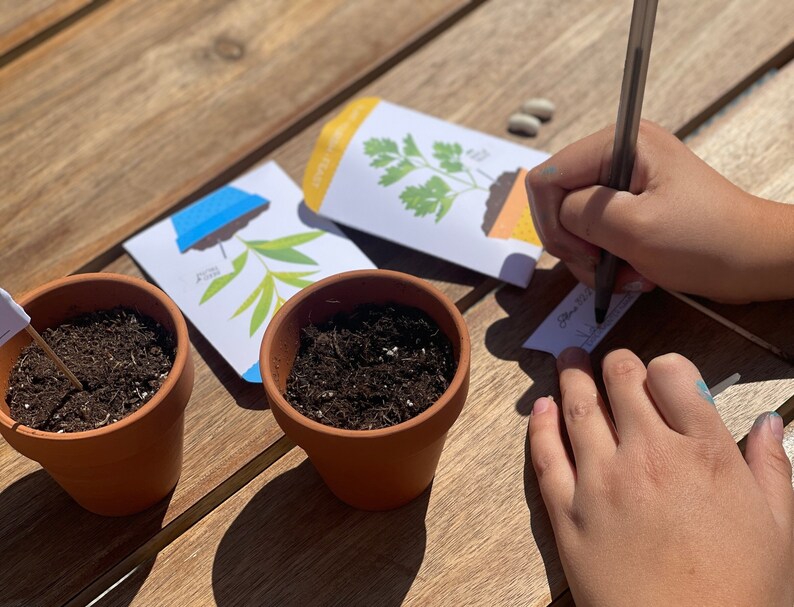 Experiment Upon the Word Seed Growing Kit | Object Lesson on Faith and ...
