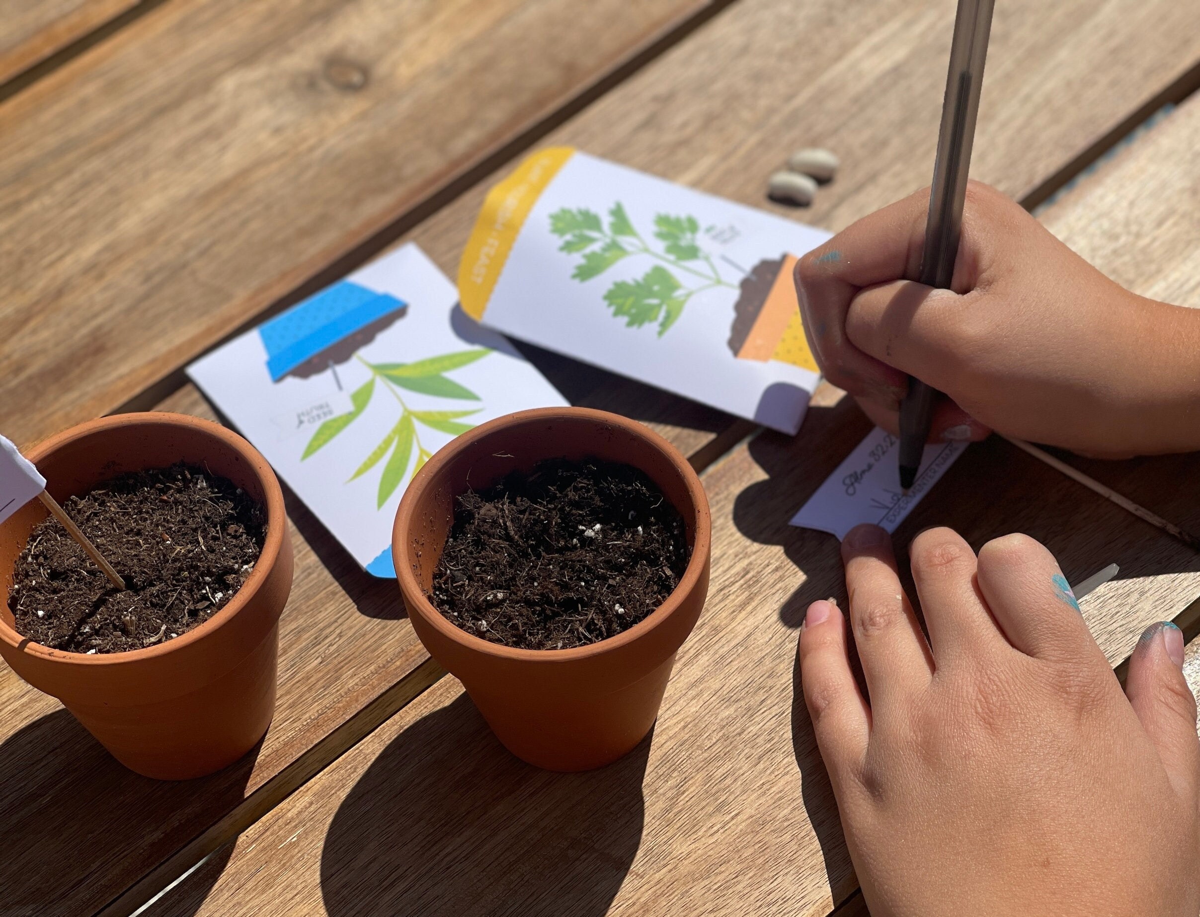 Experiment Upon the Word Seed Growing Kit | Object Lesson on Faith and ...