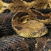 Raven Rock Rattlesnake — A Timber Rattlesnake on the Raven Rock ...