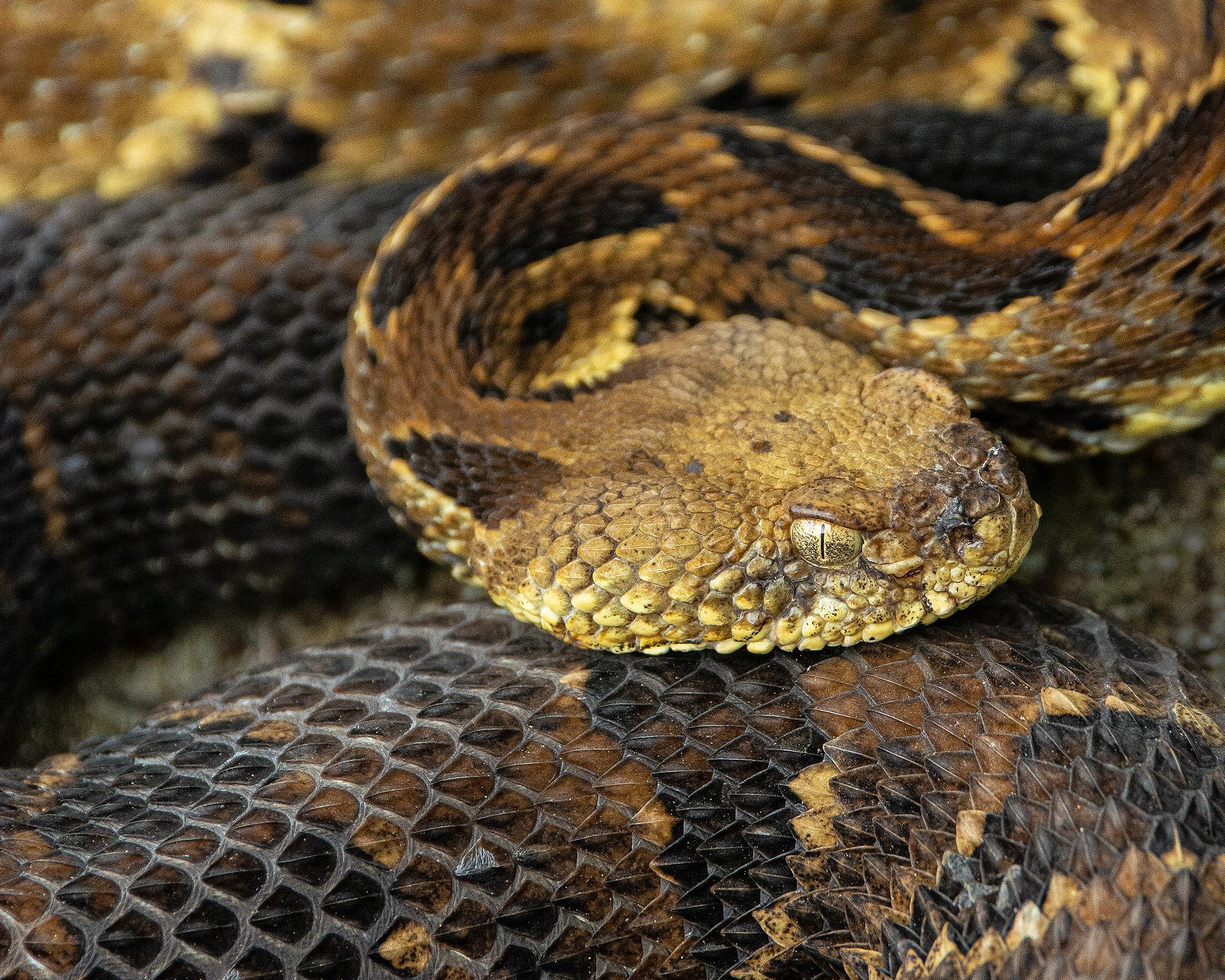 Raven Rock Rattlesnake — A Timber Rattlesnake on the Raven Rock ...