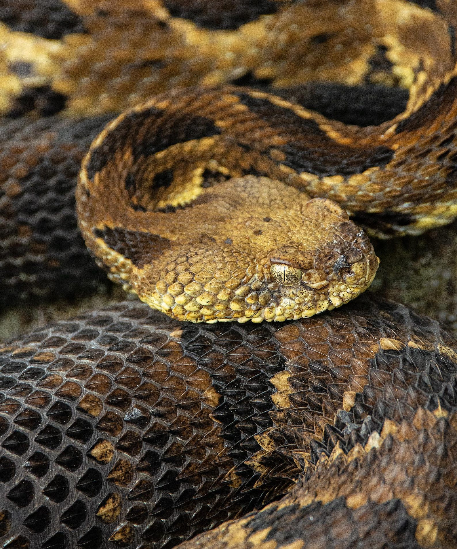 Raven Rock Rattlesnake — A Timber Rattlesnake on the Raven Rock ...