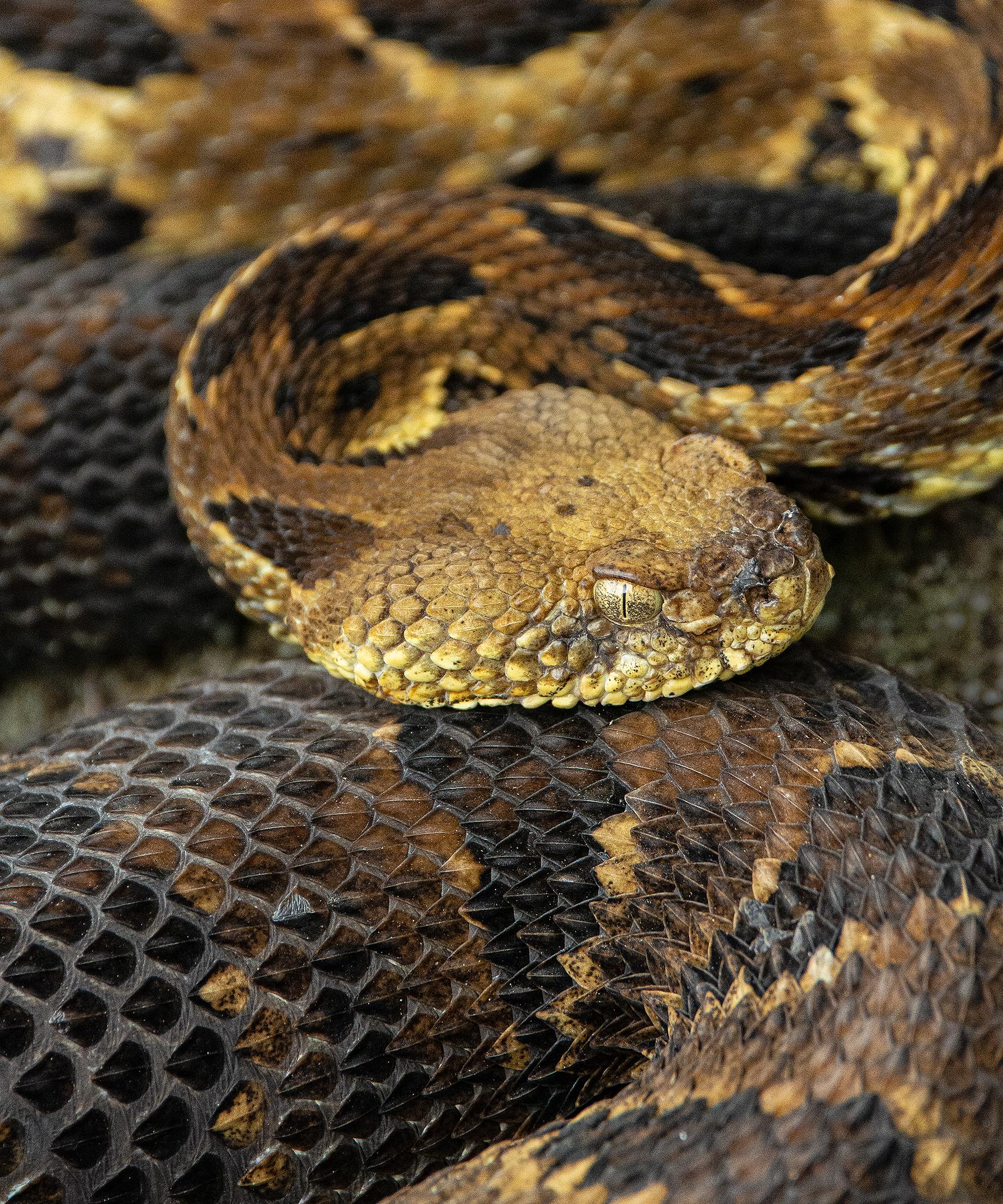 Raven Rock Rattlesnake — A Timber Rattlesnake on the Raven Rock ...