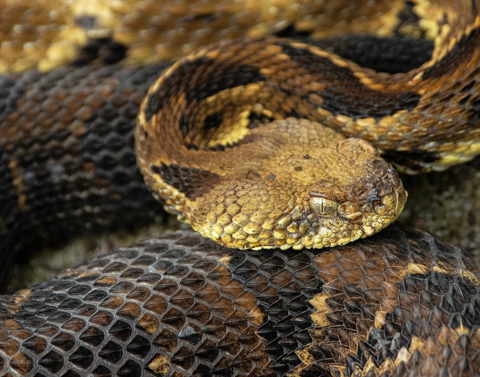 Raven Rock Rattlesnake — A Timber Rattlesnake on the Raven Rock ...