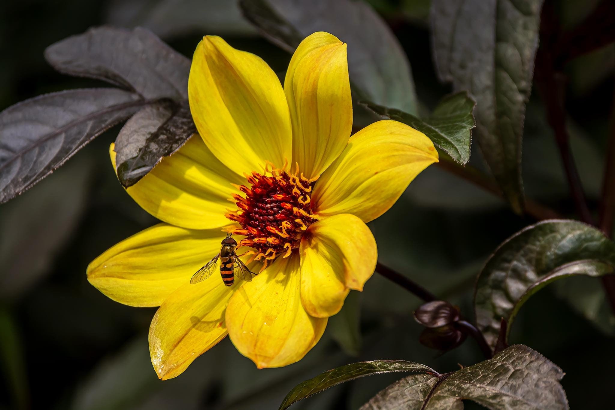 Sunning — an American Hoverfly (eupeodes Americanus) Landing on a Stiff ...