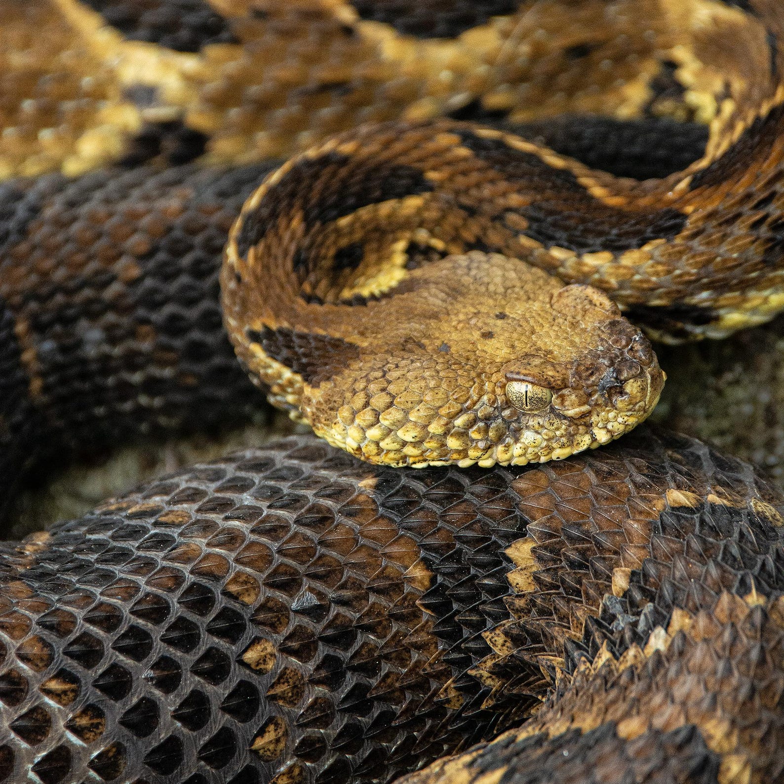 Raven Rock Rattlesnake — A Timber Rattlesnake on the Raven Rock ...