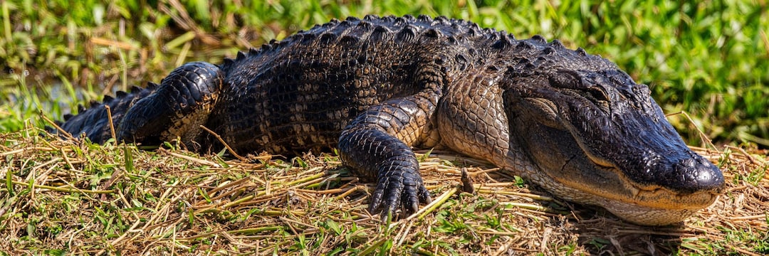 Alligator Sunning — an Alligator Sunbathing at Kissimmee Prairie ...