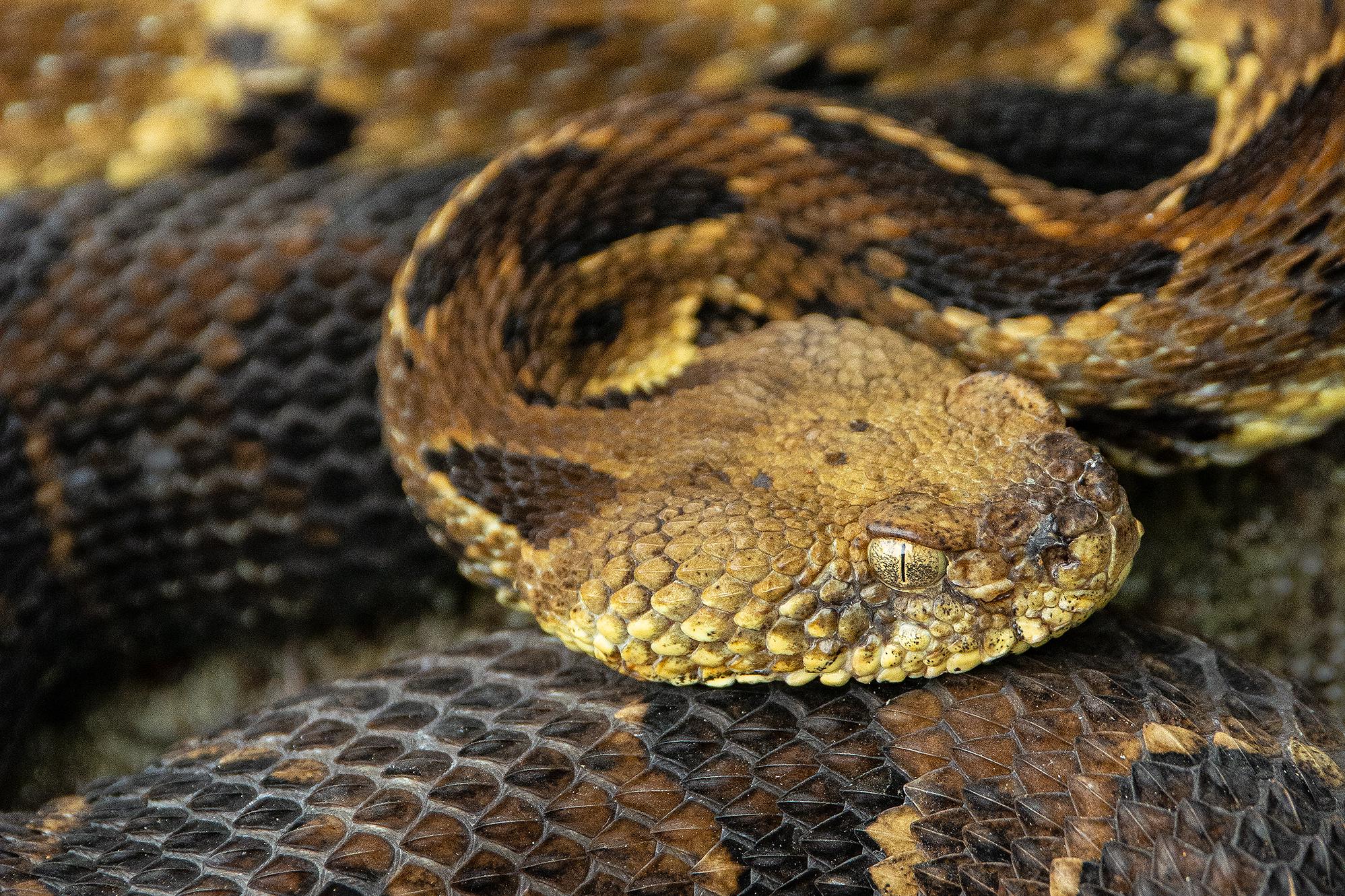 Raven Rock Rattlesnake — A Timber Rattlesnake on the Raven Rock ...