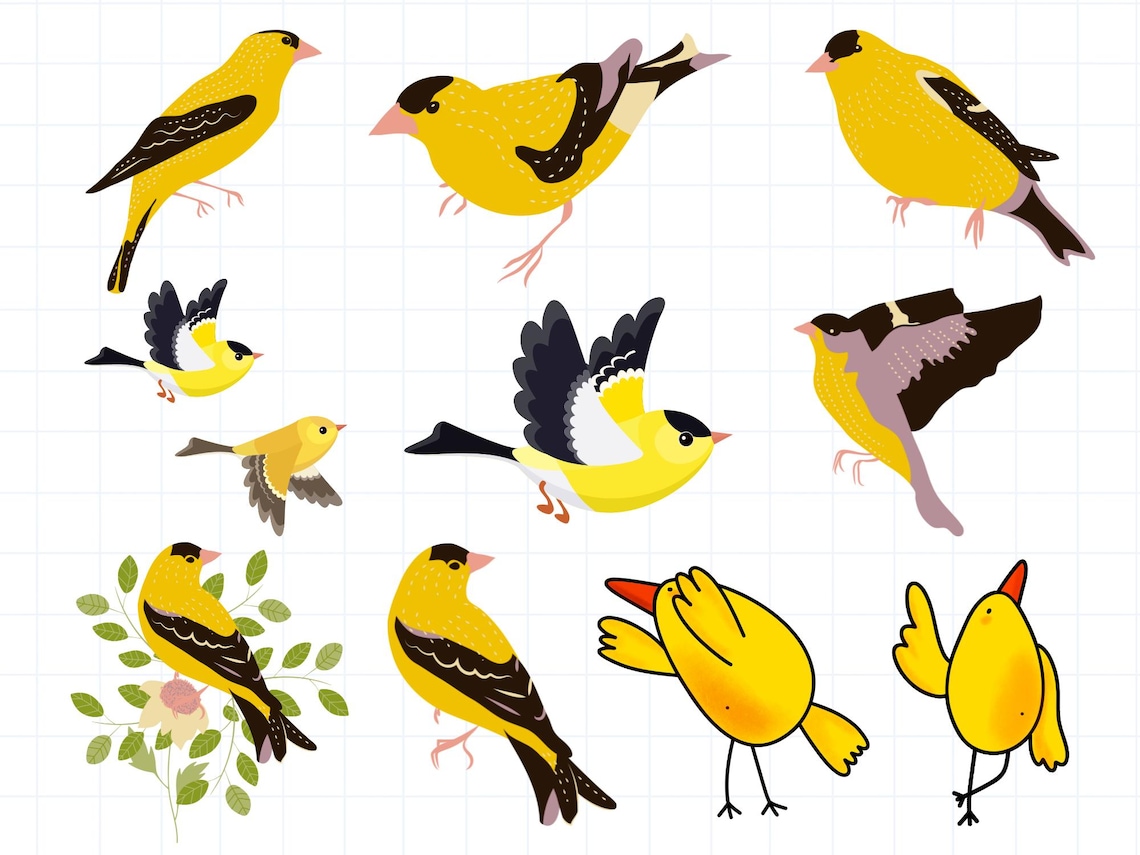 Goldfinch SVG Bundle, American Goldfinch Png, American Goldfinch Vector ...